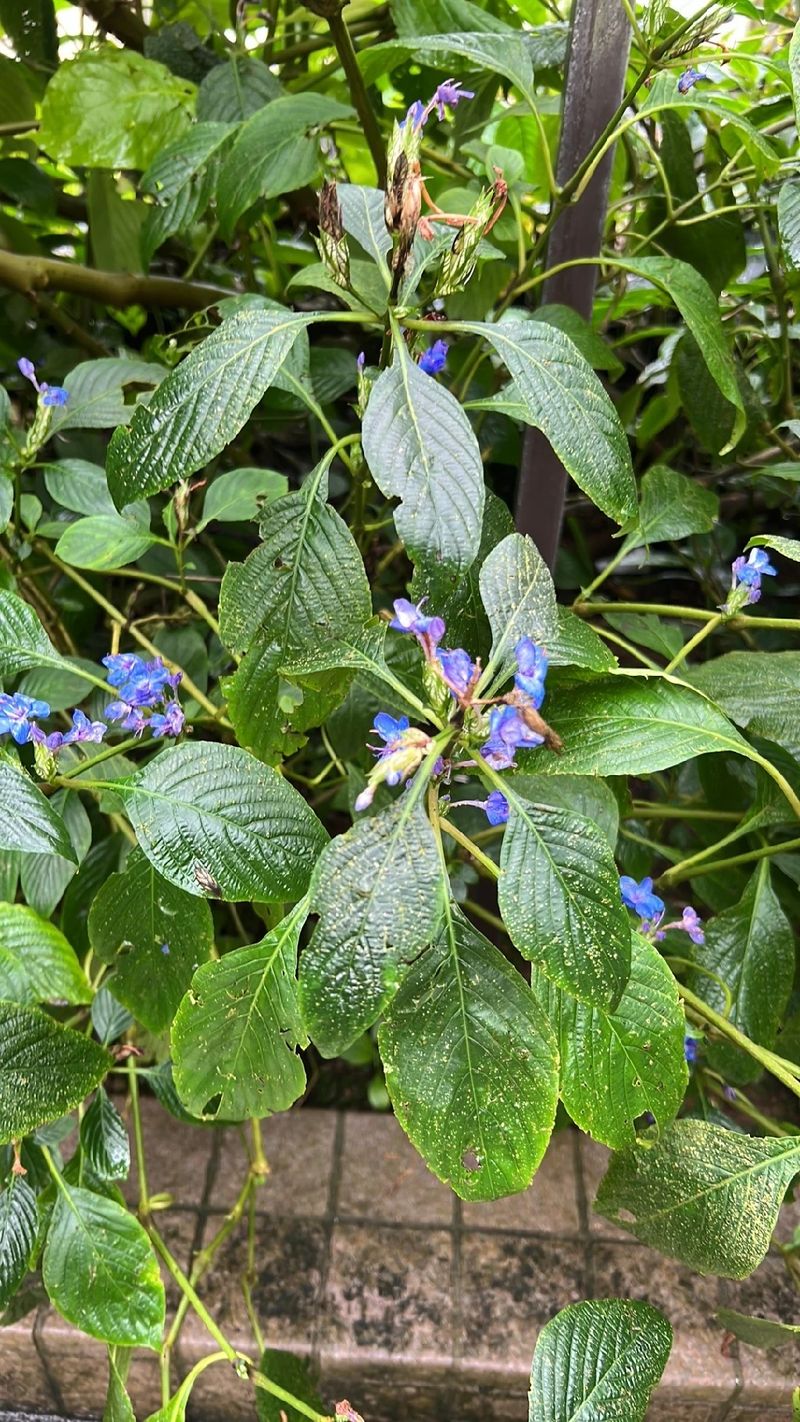 Exploring the Symbolism and Beauty of Blue Evergreen Hydrangea