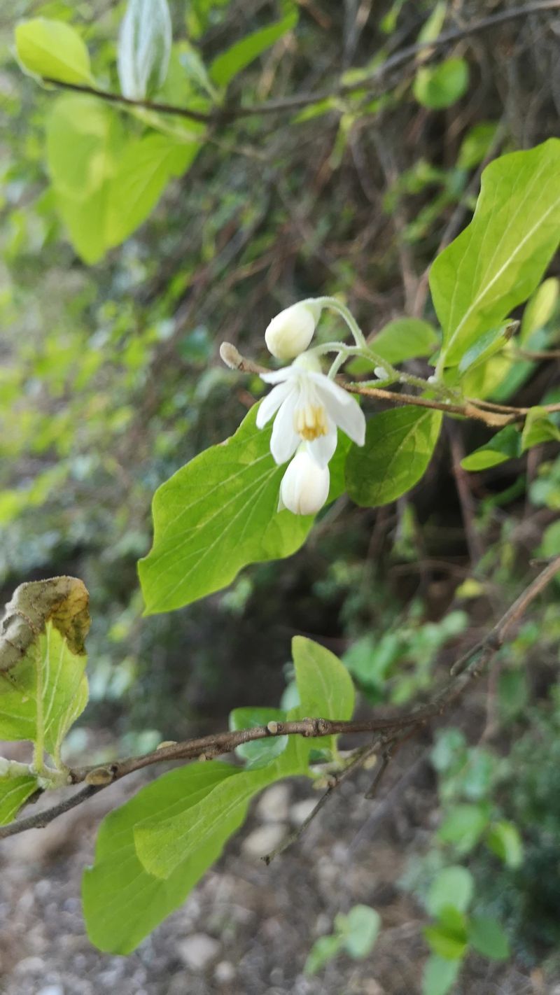 The Storax Tree: Exploring the Language and Symbolism of Its Flowers