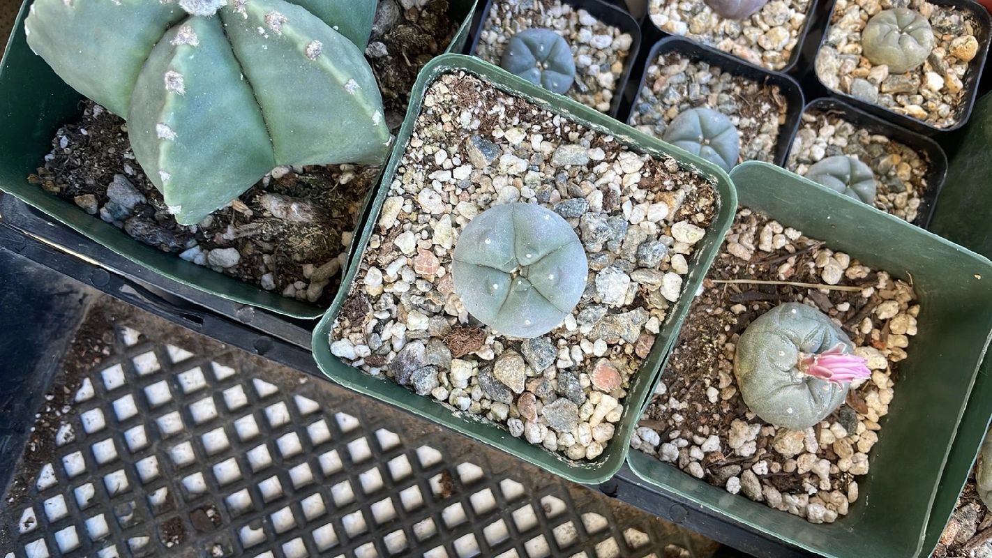 Exploring the Allure and Symbolism of Peyote Flowers