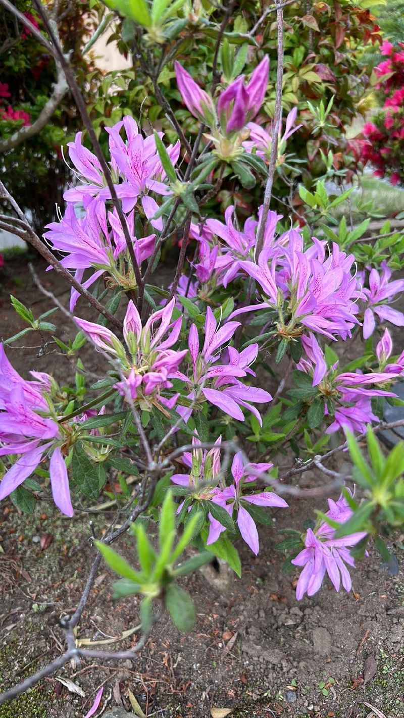 Rhodora: Exploring the Beauty and Symbolism of This Unique Flower