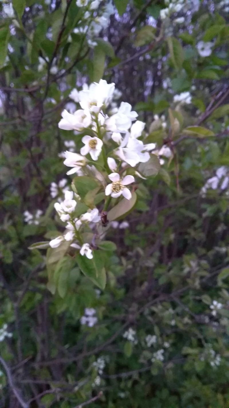 Exploring the Language and Meaning of Low Serviceberry (Amelanchier ...
