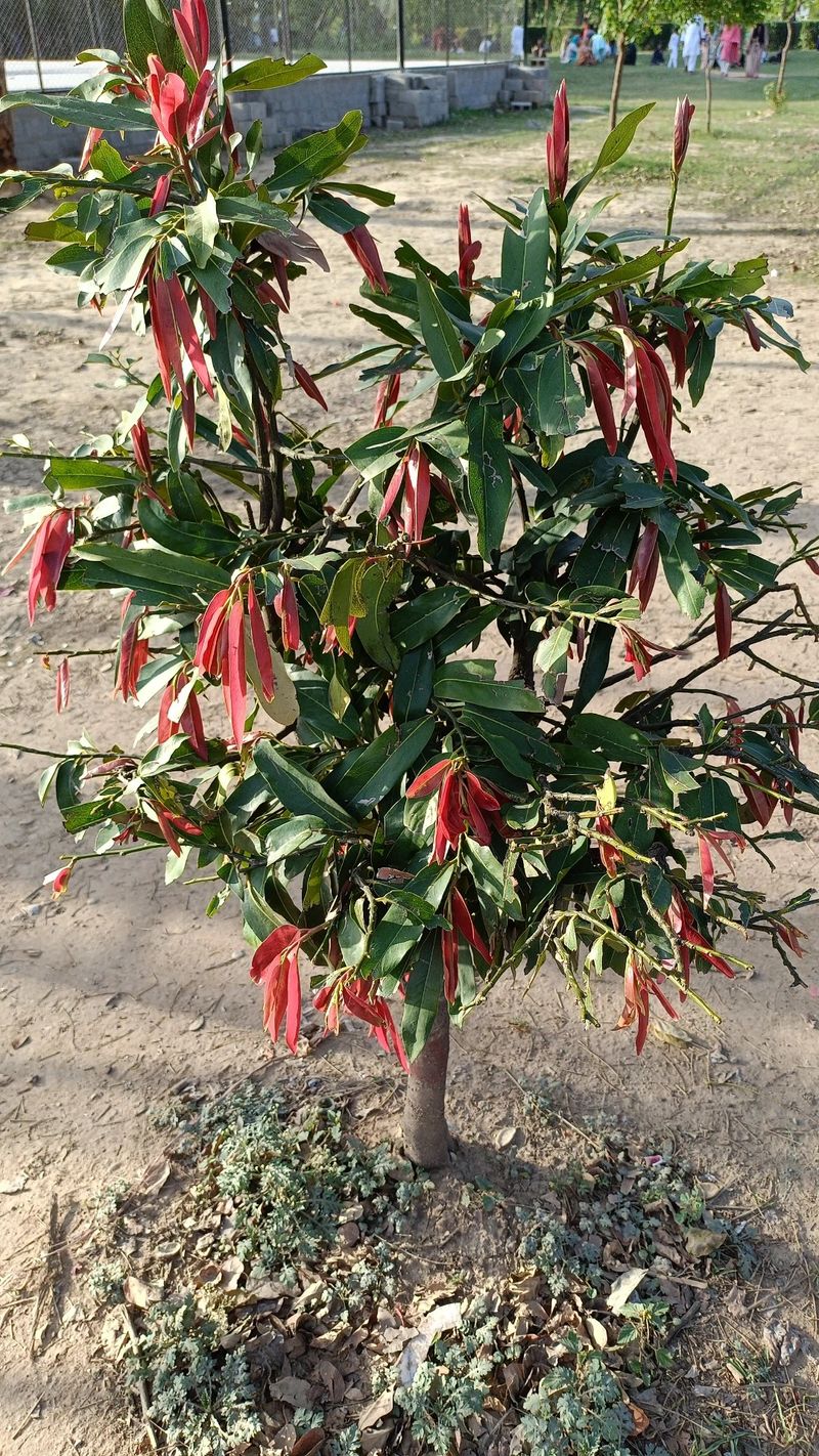 The Enchanting Language and Symbolism of Indian Rose Chestnut Flowers