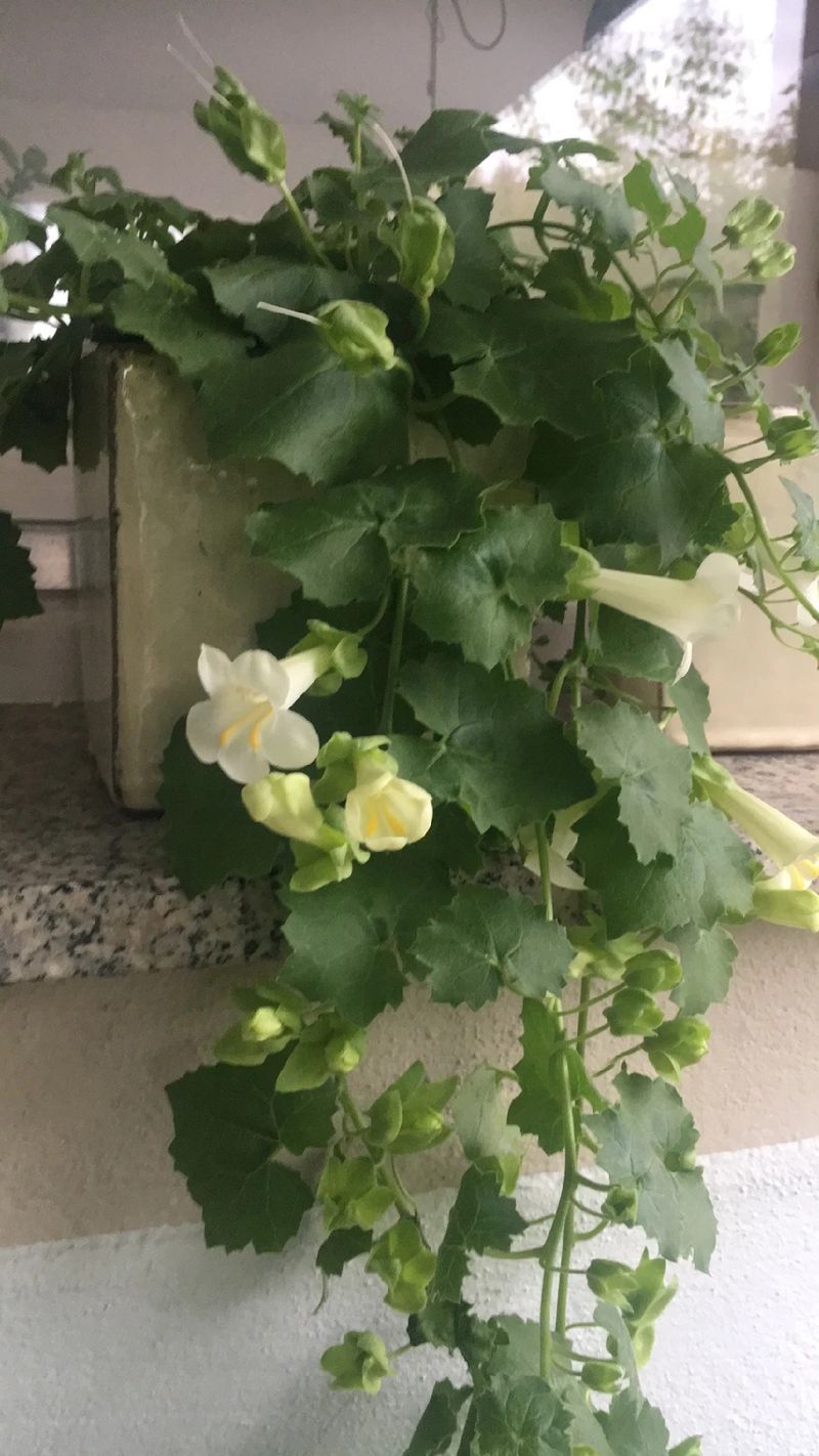 The Language and Symbolism of the Charming Trailing Snapdragon