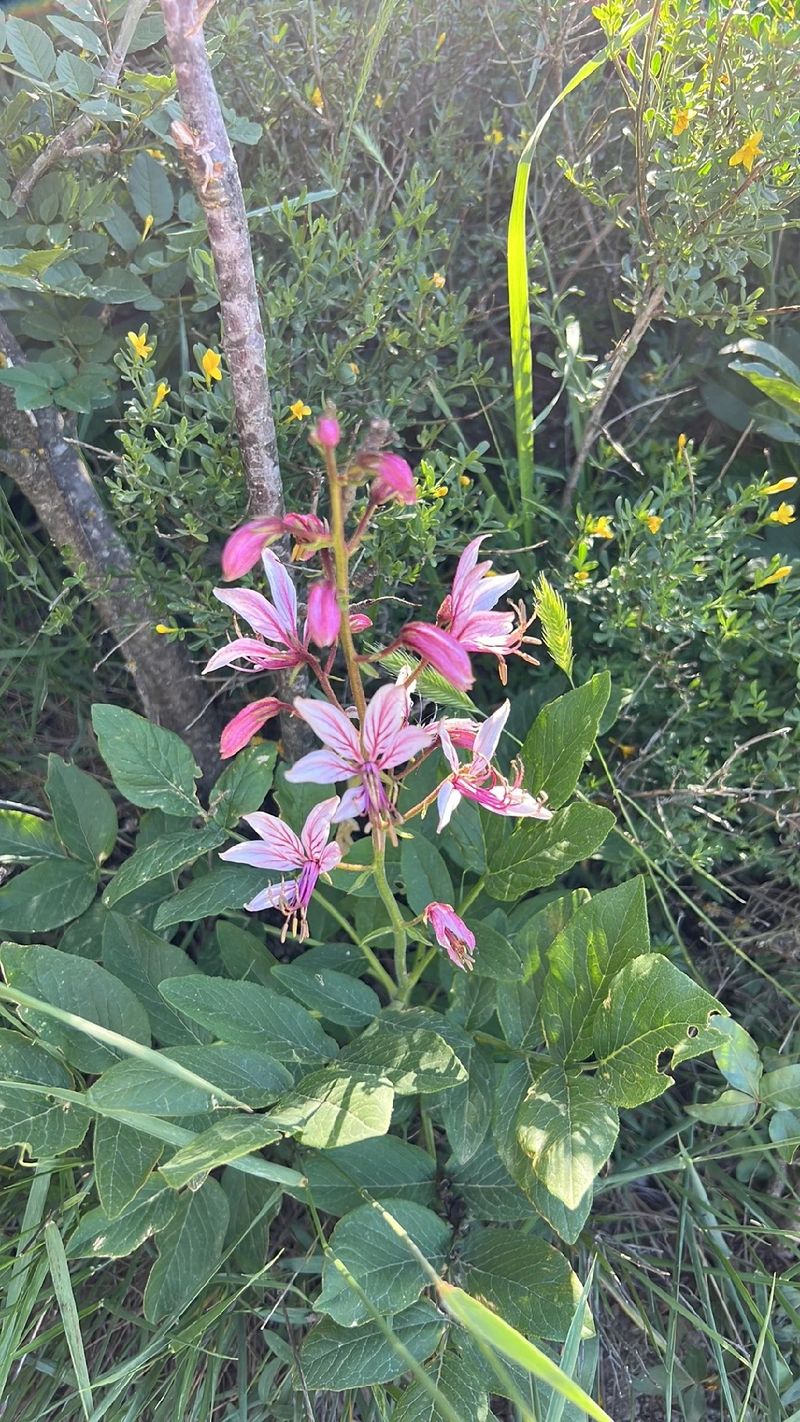 Discover the Enchanting Symbolism and Beauty of the Gas Plant Flower