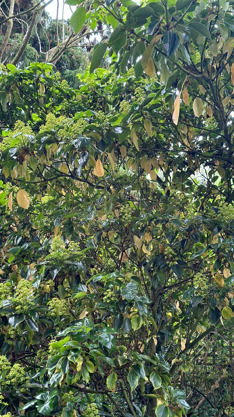 Discover the Fascinating Symbolism and Uses of the Asiatic Wheel Tree