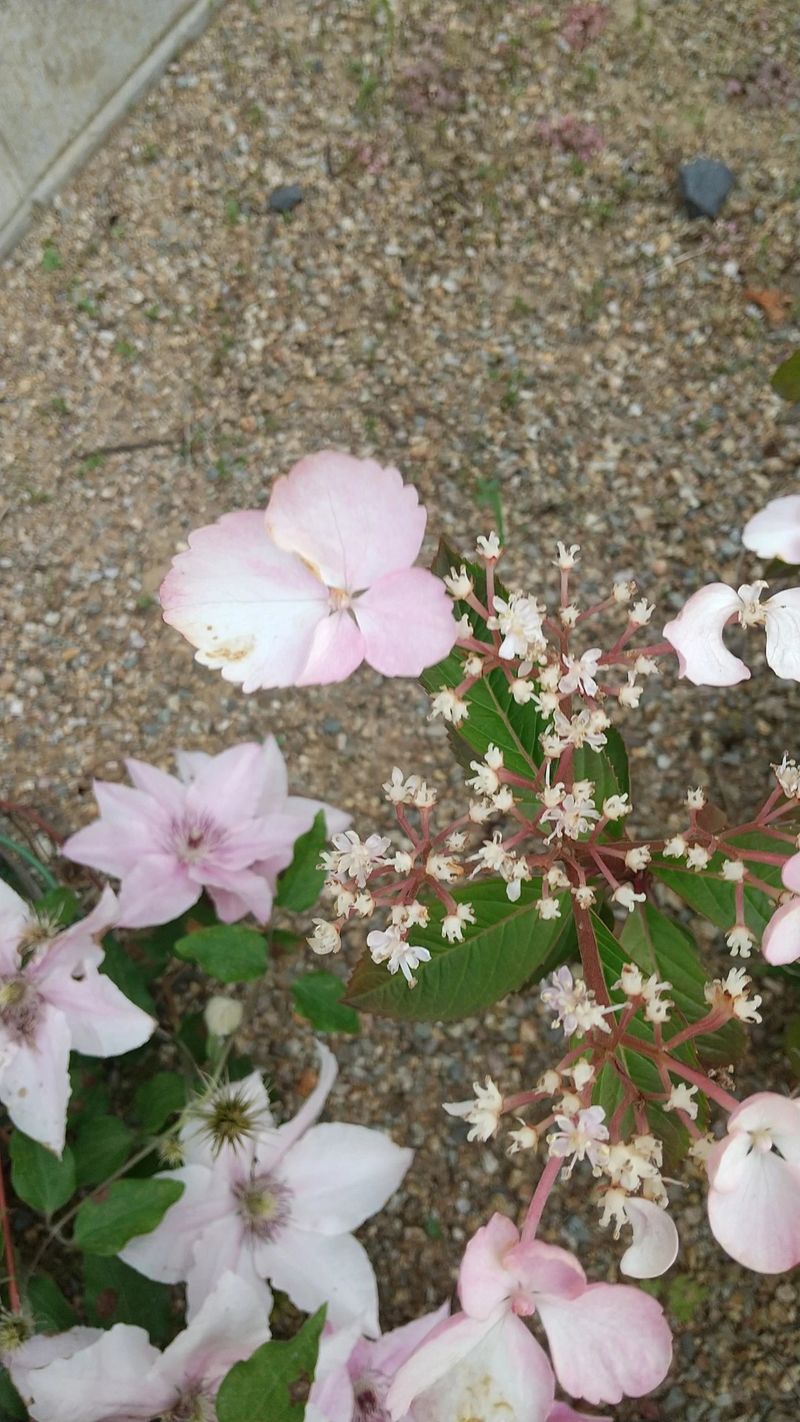 The Symbolism and Elegance of Chinese Hydrangea in Floral Language