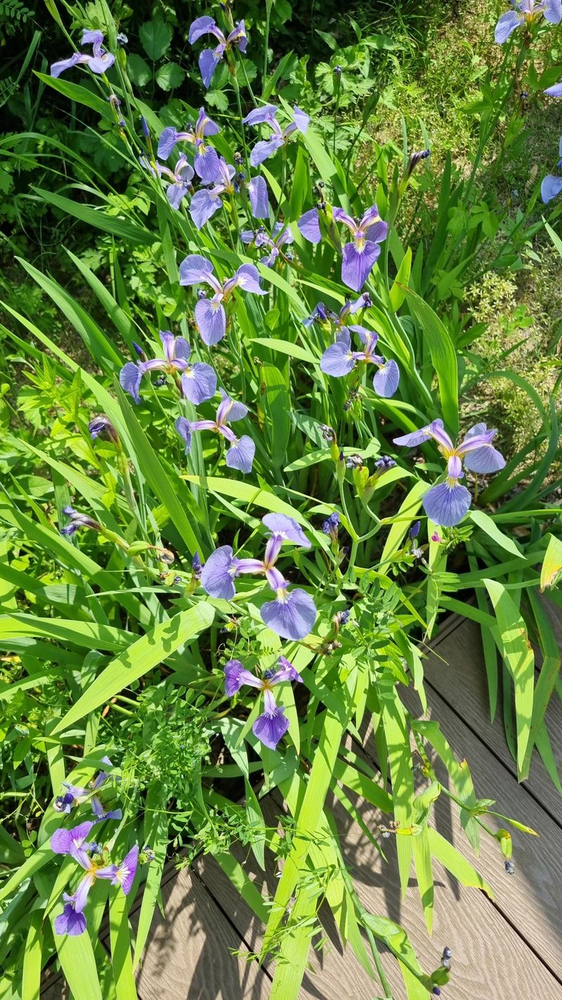 Descubre el Lenguaje y Significado de la Fascinante Delgado Bandera Azul