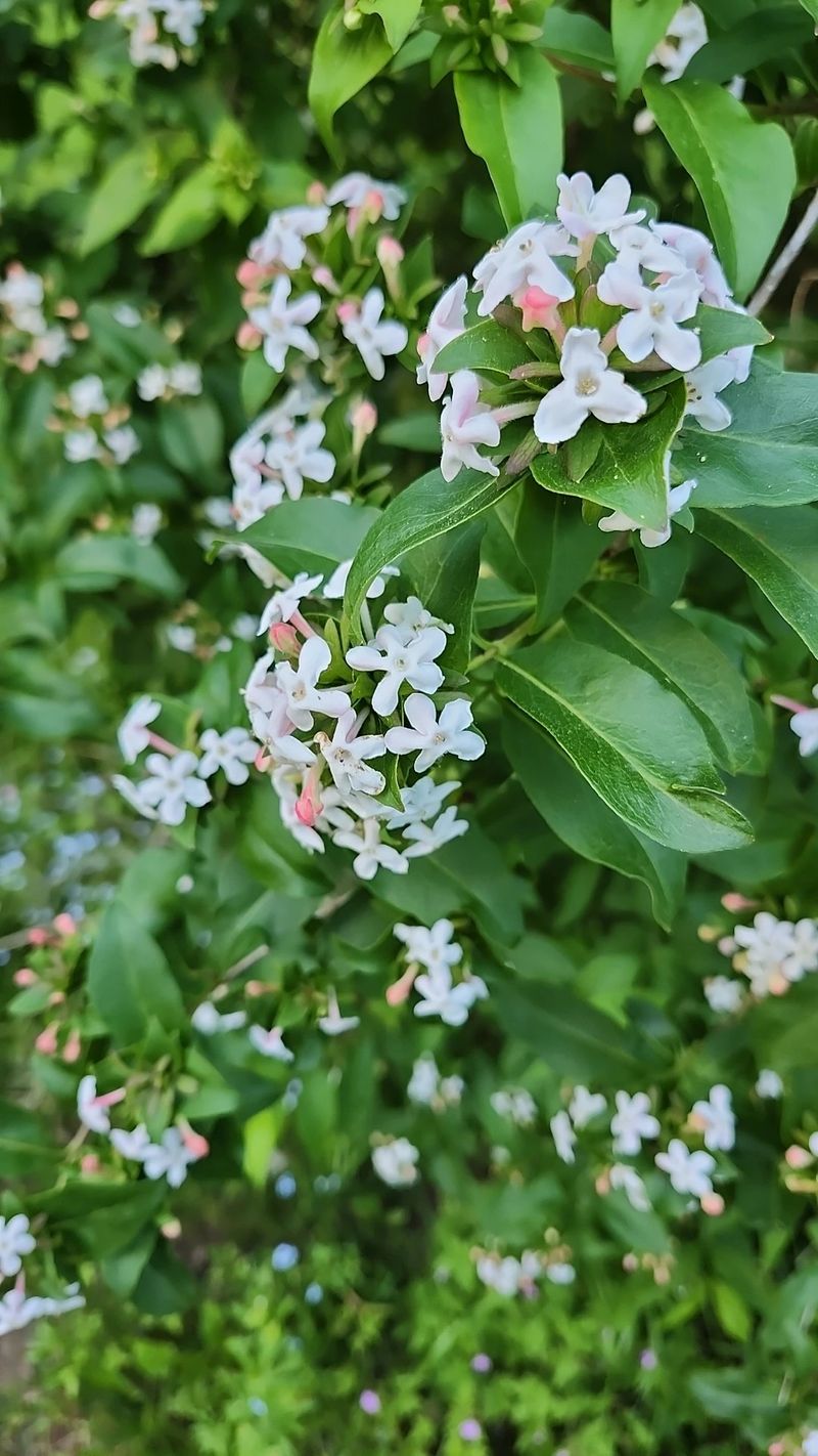 Unveiling the Charm and Significance of Glossy Abelia in Flower Language
