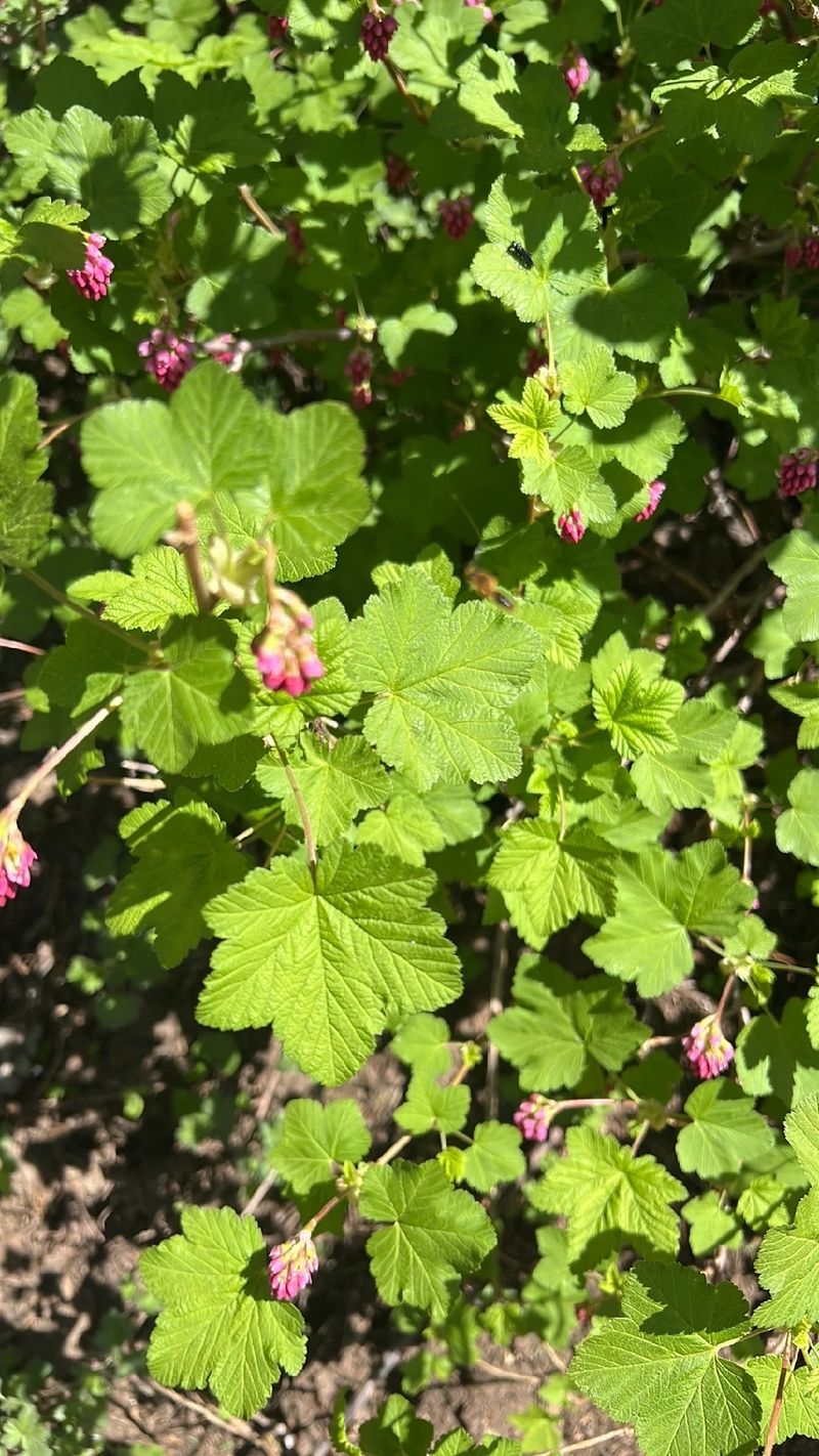 Unveiling the Mystique of the Sierra Currant: Symbolism and Significance