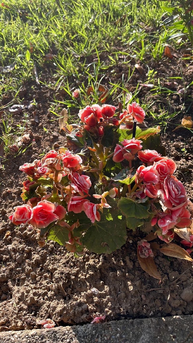 The Language and Meaning of Grape Leaf Begonia: History and Symbolism
