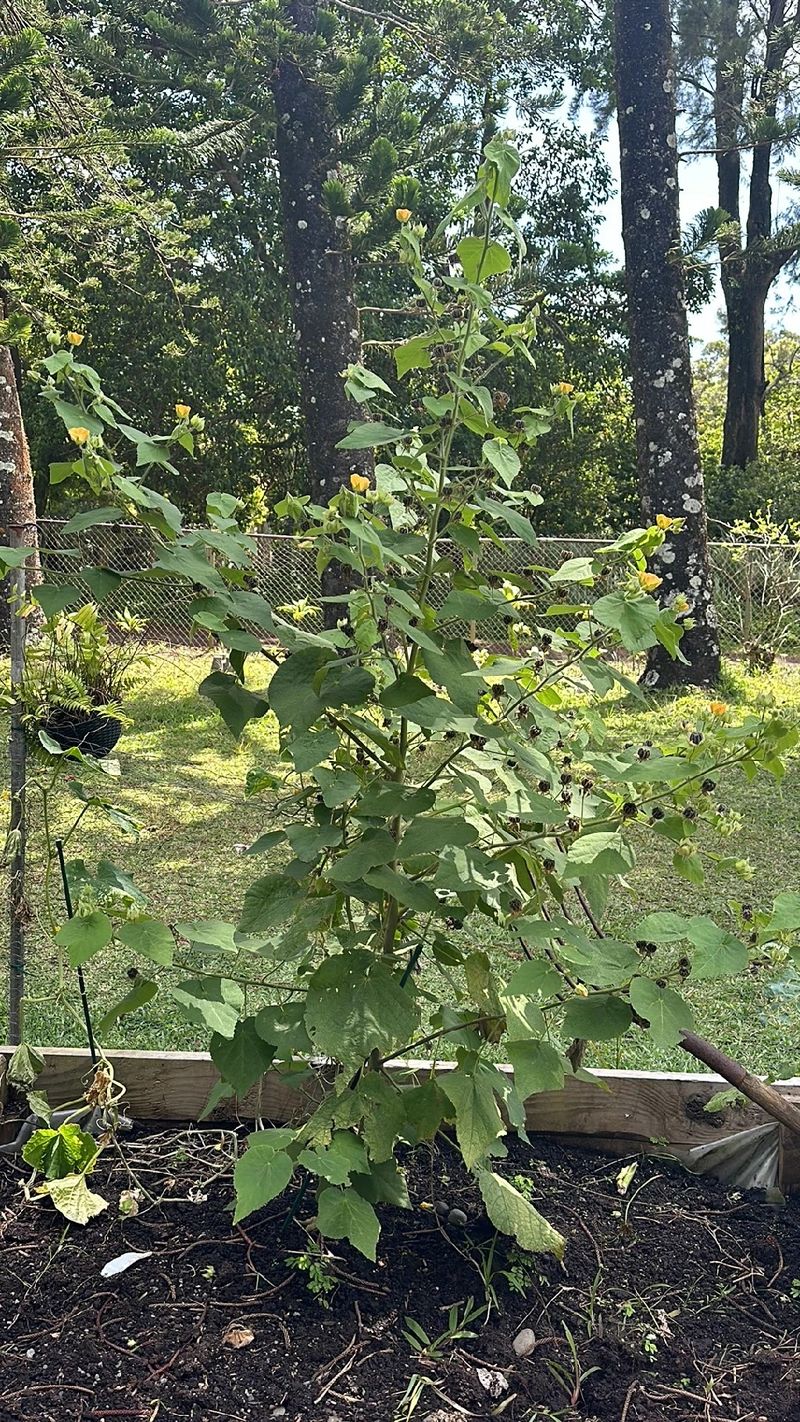 The Enchanting Language and Meaning of Indian Mallow Flowers