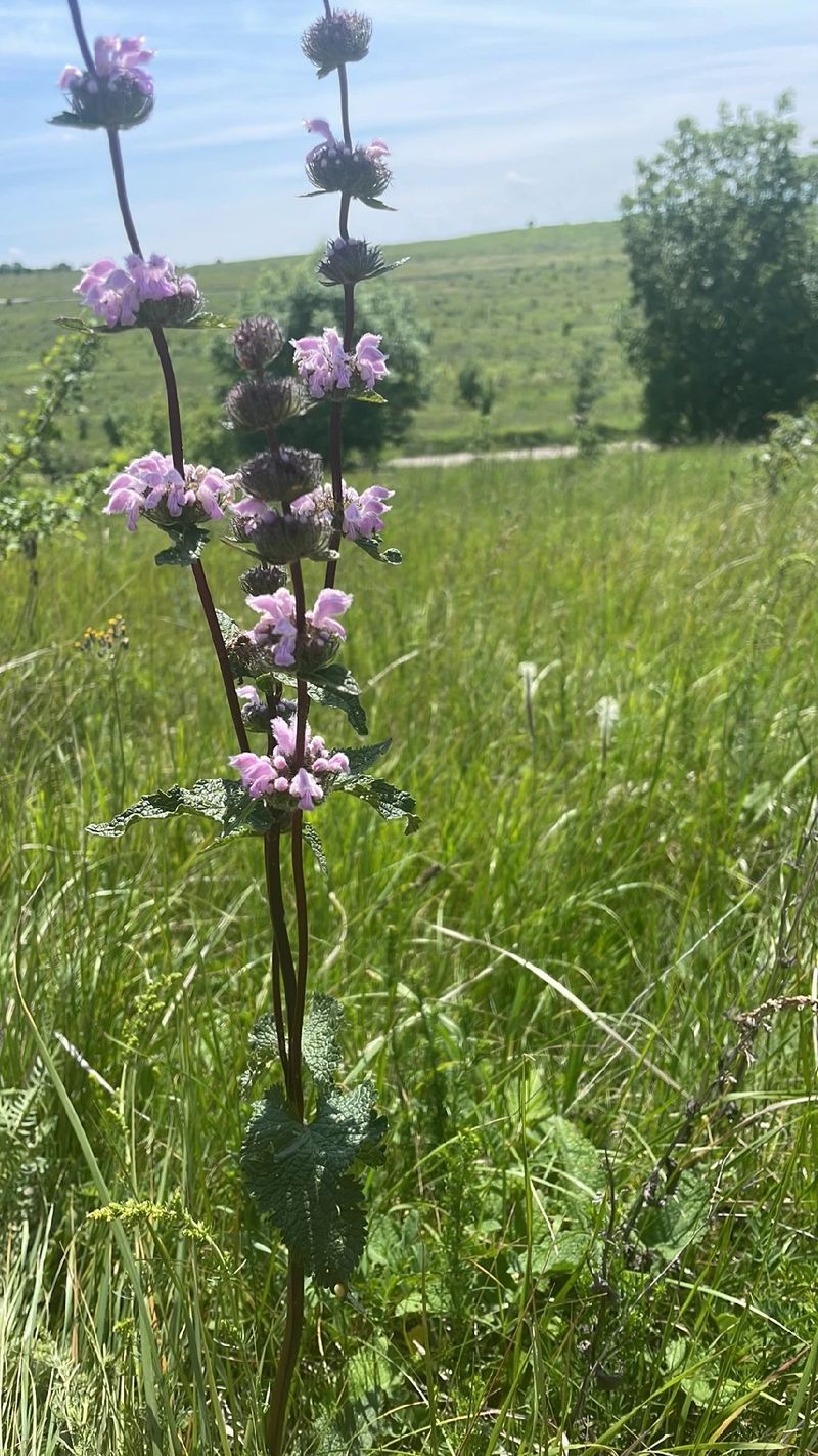 Discover the Language and Meaning of Tuberous Jerusalem Sage