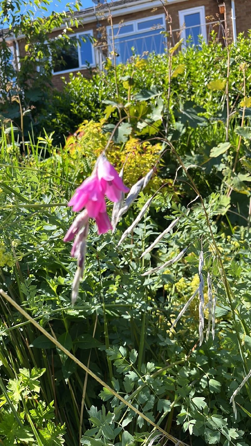 Discover the Enchanting Meaning of Angel's Fishing Rod Flowers