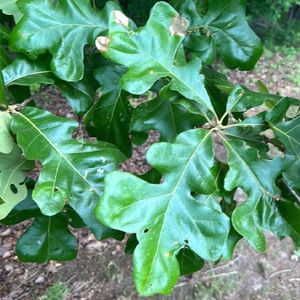 🍀 How to Grow and Care for Post oak