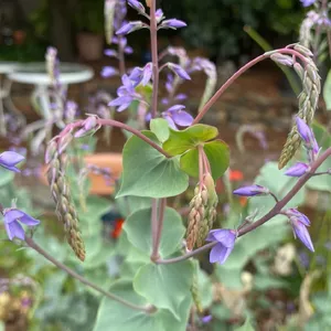 How to Prune Digger's speedwell