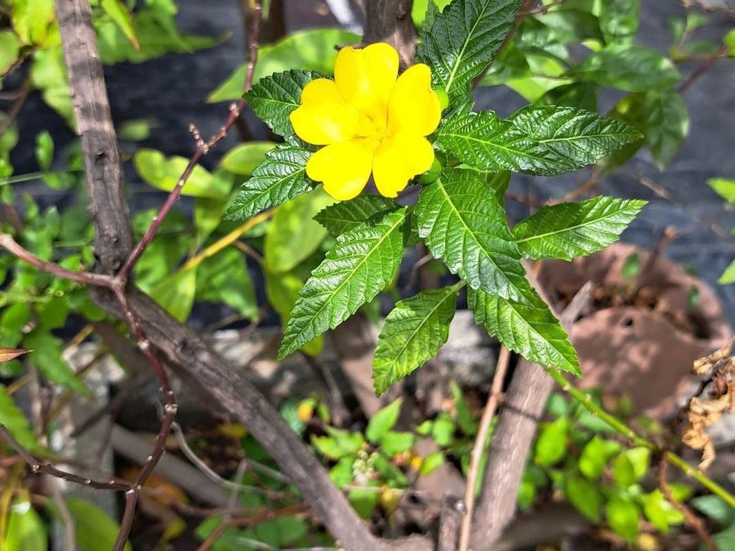 Por qué tu Marilope no florece: Solución de problemas de crecimiento