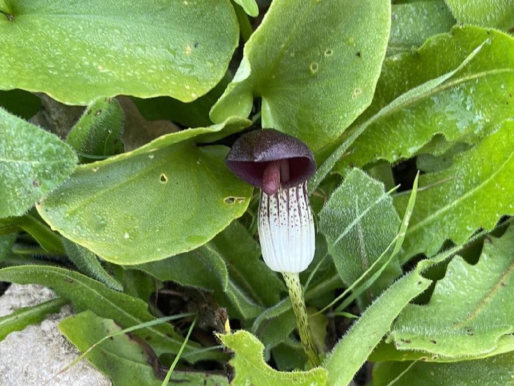 Why Your Divaricate typhonium Won't Bloom: Tips and Fixes