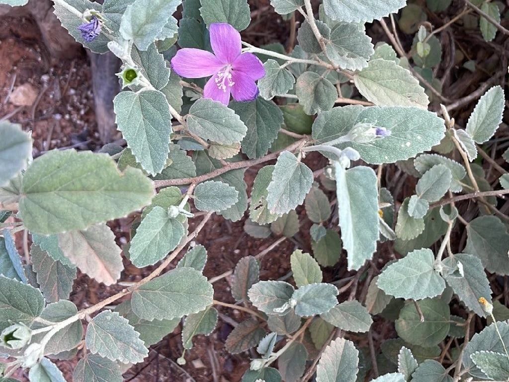 Why Won't My Pyramid bush Bloom? Troubleshooting the Flowering of ...