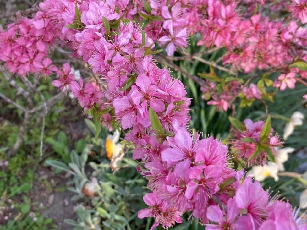 ¿Por qué no florece mi Almendro enano ruso? – Descubriendo las causas y ...