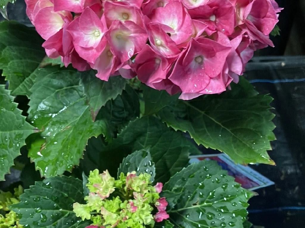 Why Your Bigleaf hydrangea Won't Bloom: Solutions and Care Tips