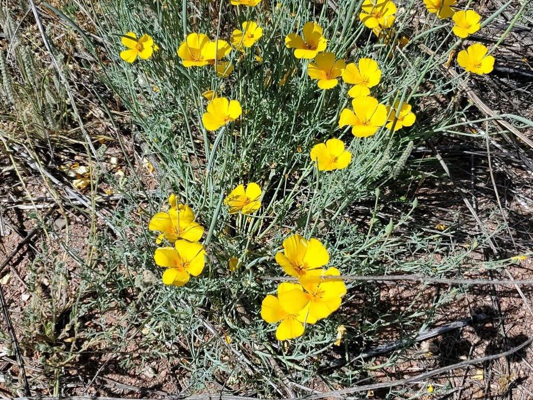 Why Won't Your Tufted poppy Bloom? Troubleshooting Tips for ...