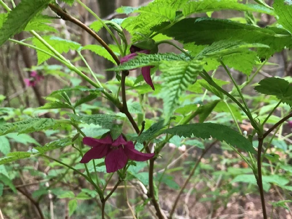 Por qué tu Rubus spectabilis no florece: Resolviendo problemas de floración