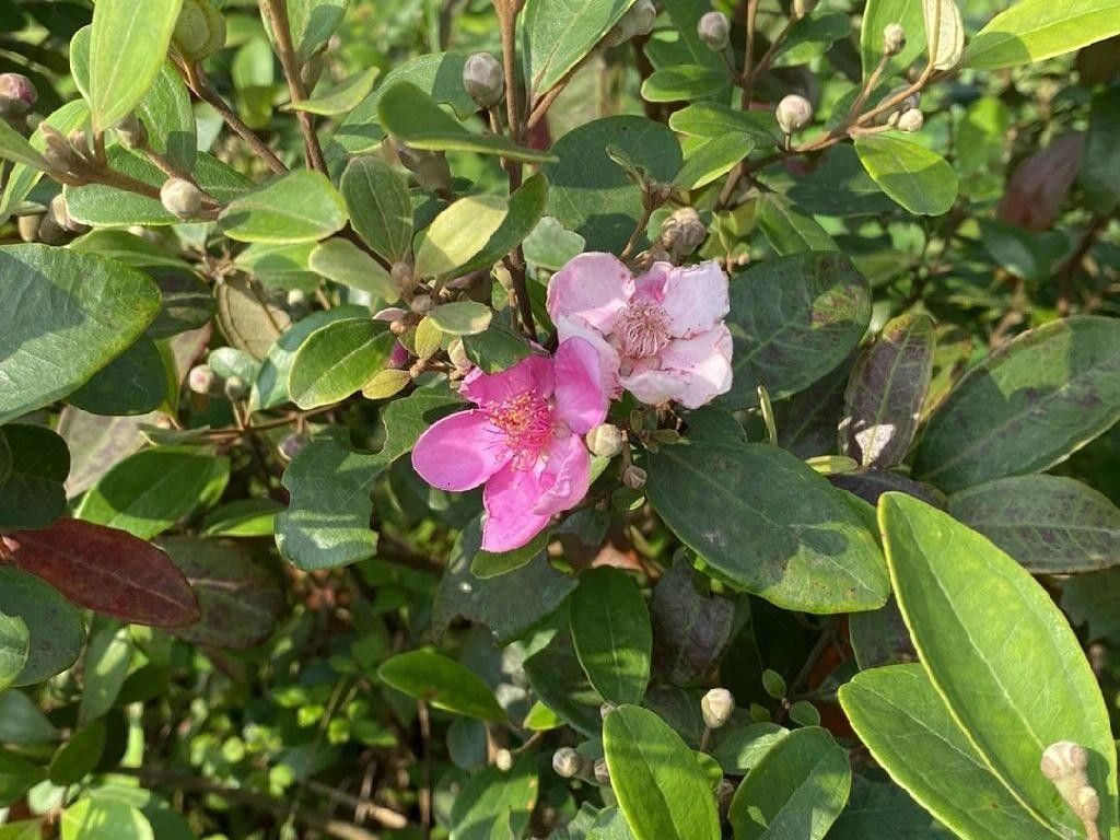 Why Your Rose myrtle Won't Bloom: Troubleshooting Tips and Care Practices