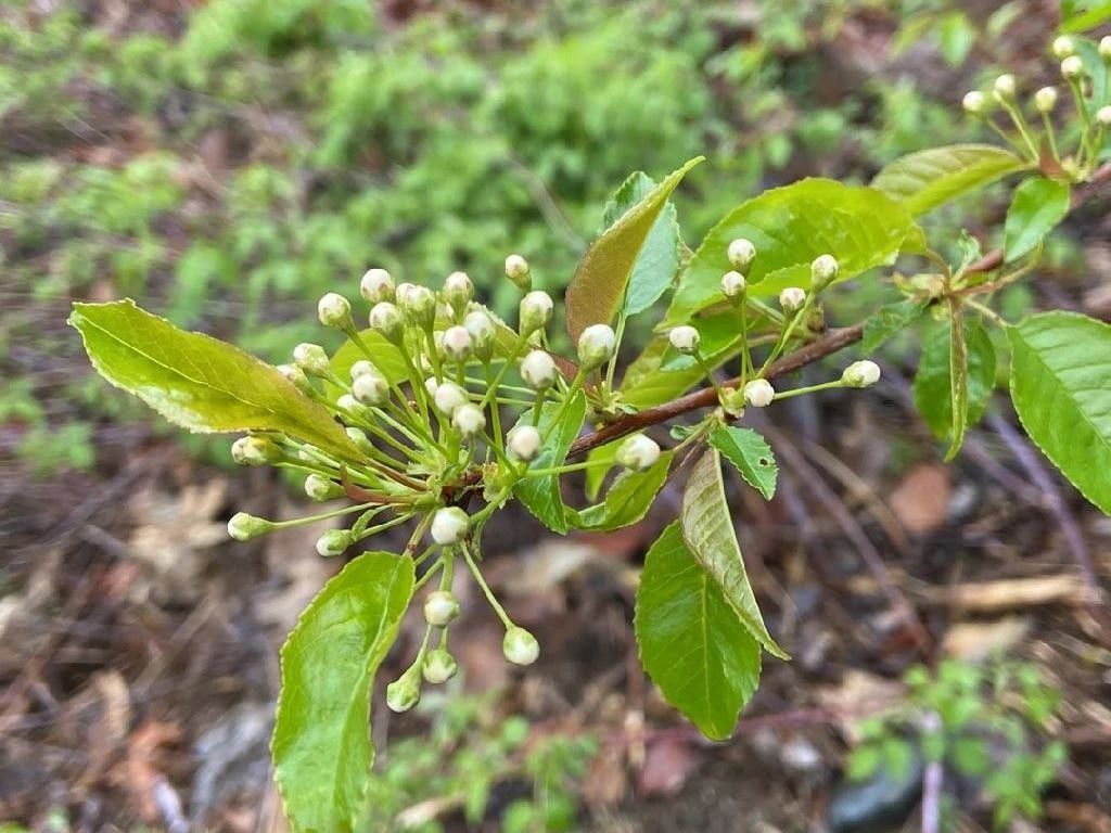 Why Your Pin cherry Won't Bloom: Addressing Common Issues
