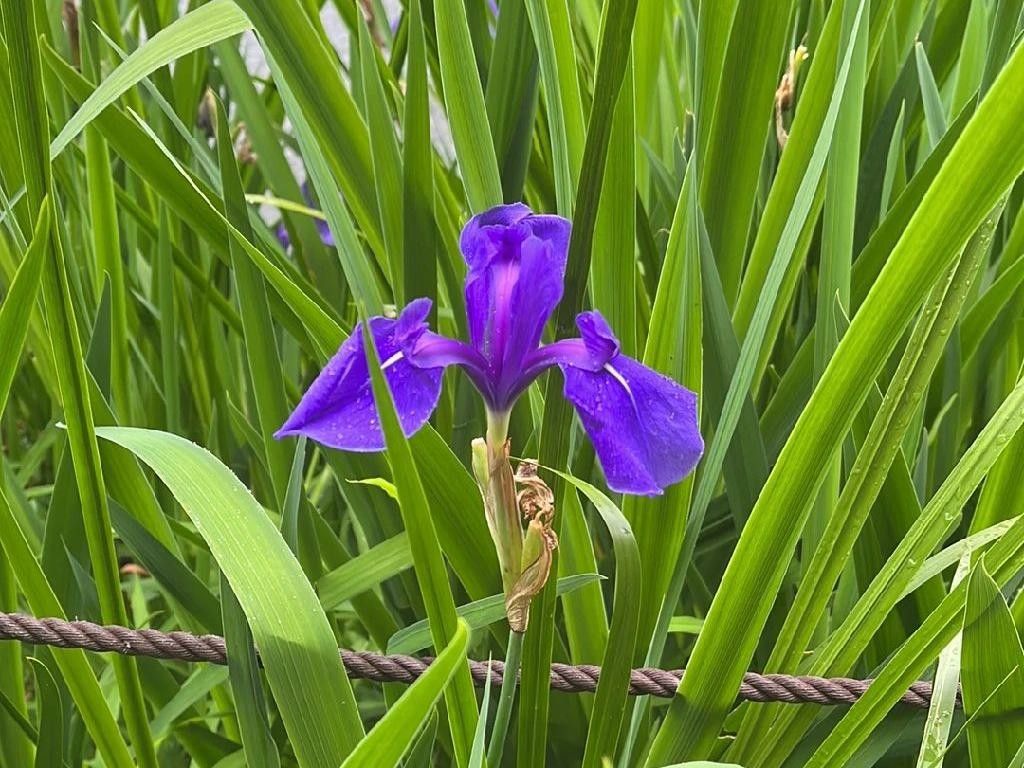 Why Your Rabbitear iris Won't Bloom: Troubleshooting Tips for Iris ...