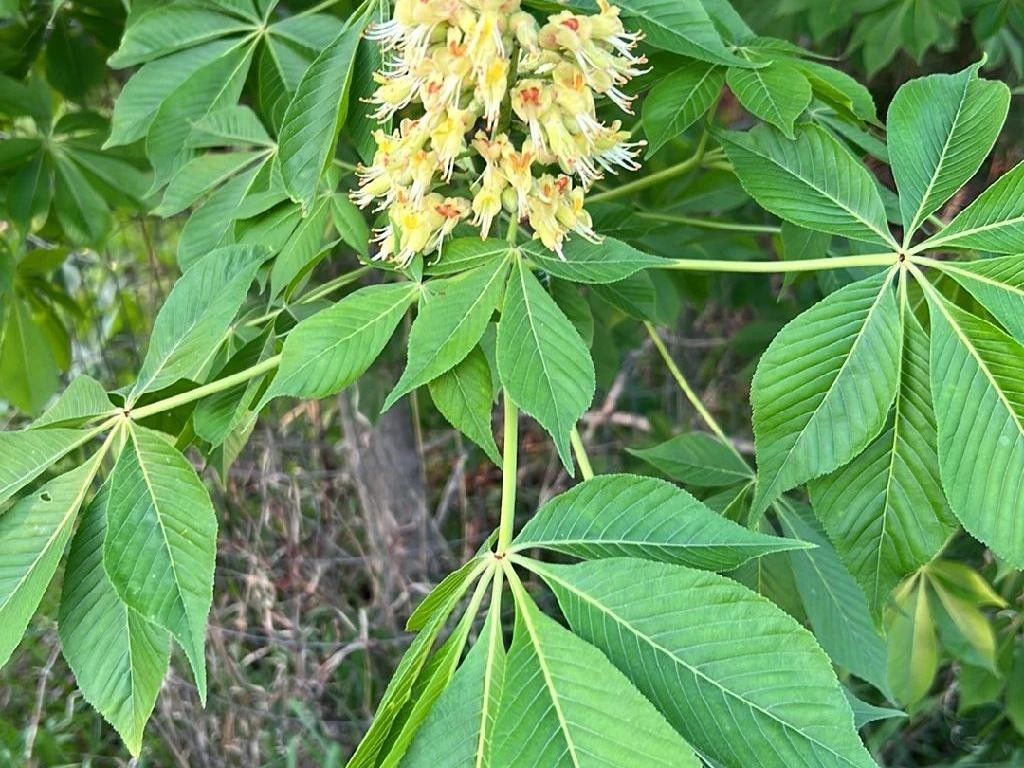 Why Won't My Ohio buckeye Bloom? Troubleshooting Tips for Aesculus glabra