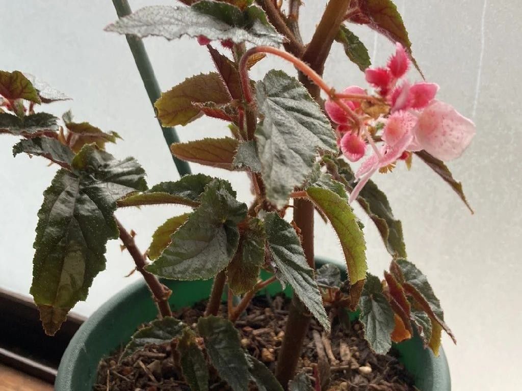 Why Your Cane stemmed begonia Won't Bloom: Solutions and Care Tips
