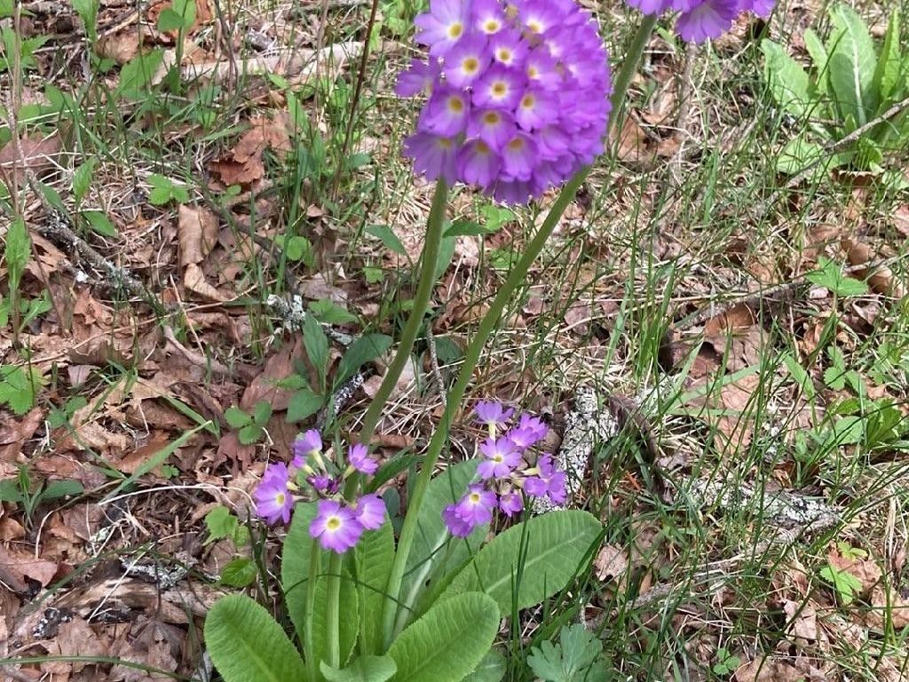 Why Your Drumstick primula Won't Bloom: Troubleshooting Tips for ...
