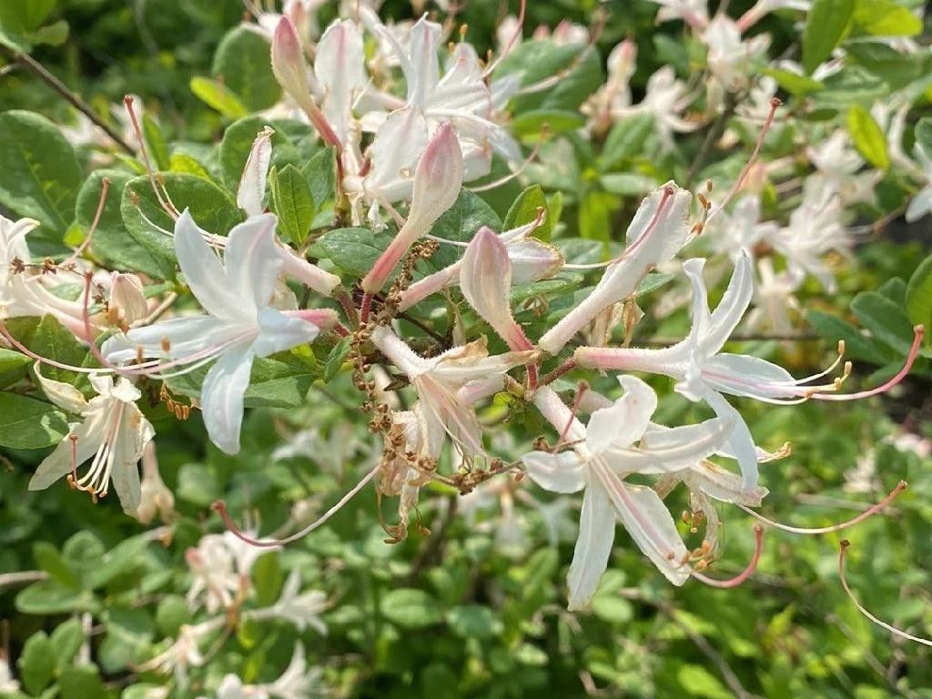 Why Won’t My Swamp Azalea Bloom? Troubleshooting Flowering Issues
