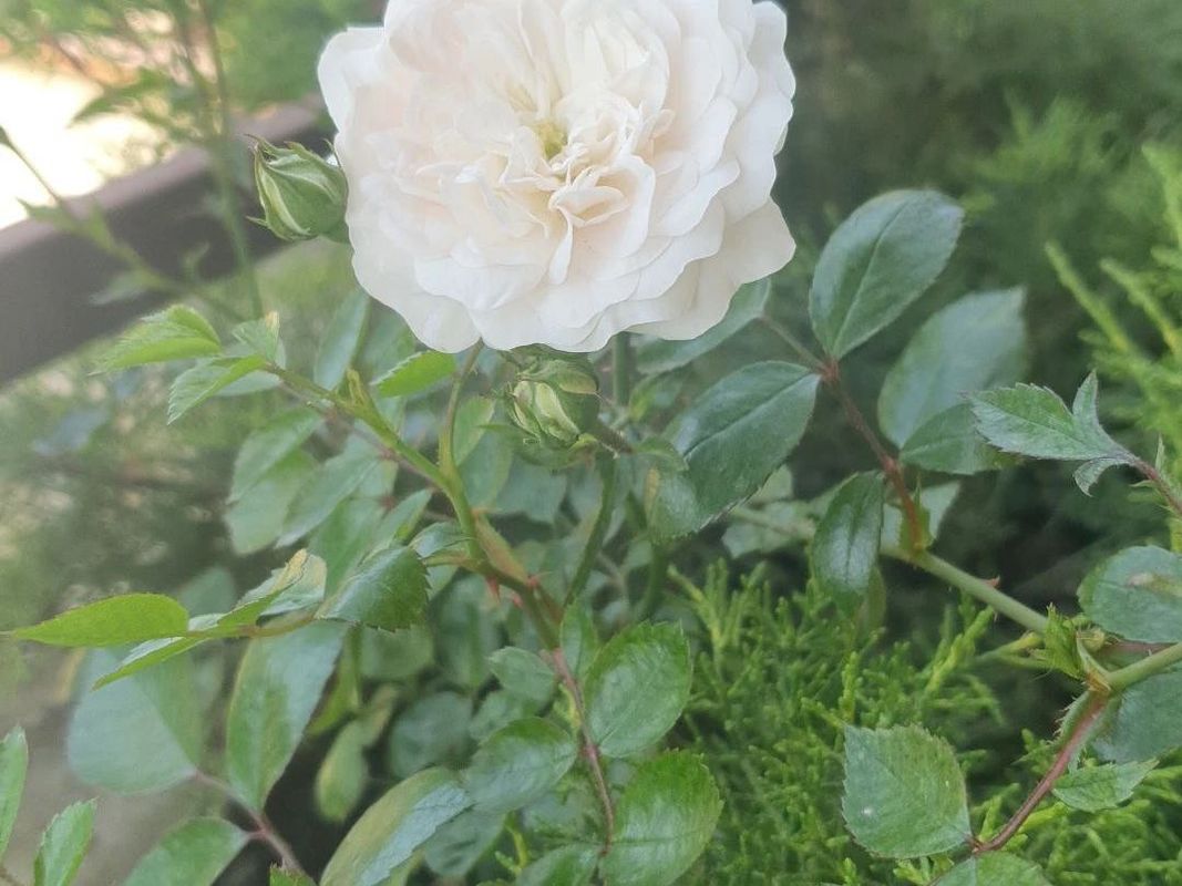 Why Your Evergreen rose Won't Bloom: Solutions and Care Tips