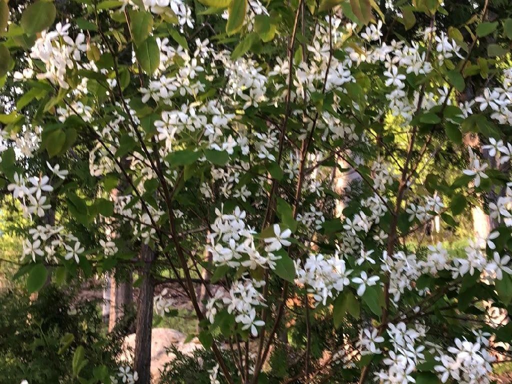 Why Your Roundleaf serviceberry Won't Bloom: Troubleshooting Tips