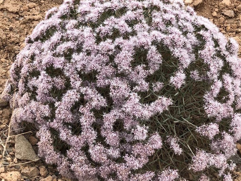 Why Won't Your Garberia Bloom? Tips to Encourage Flowering