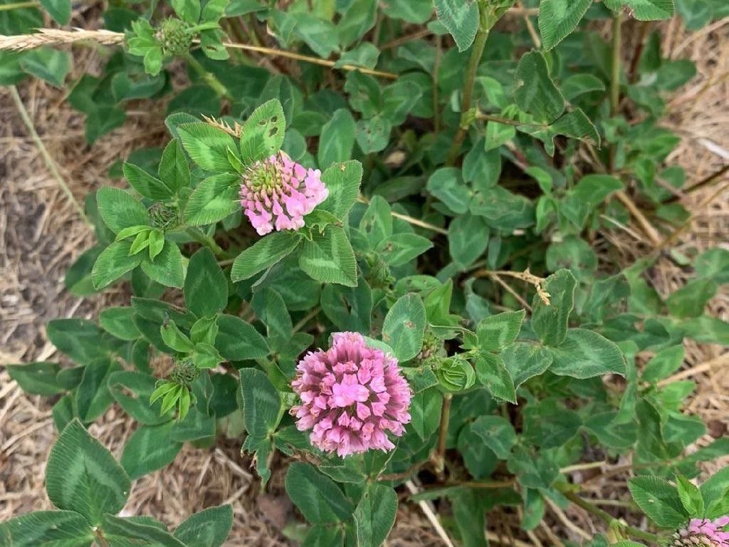 Why Your Red clover Won't Bloom: Troubleshooting Tips