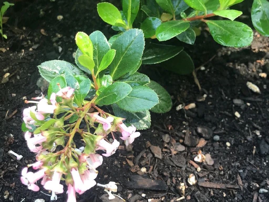 Why Won't My Pacific madrone Bloom? Understanding Arbutus menziesii ...