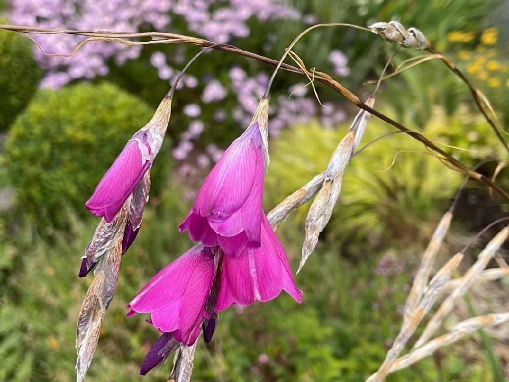 Why Won't My Angel's fishing rod Bloom? Unraveling Dierama pulcherrimum ...