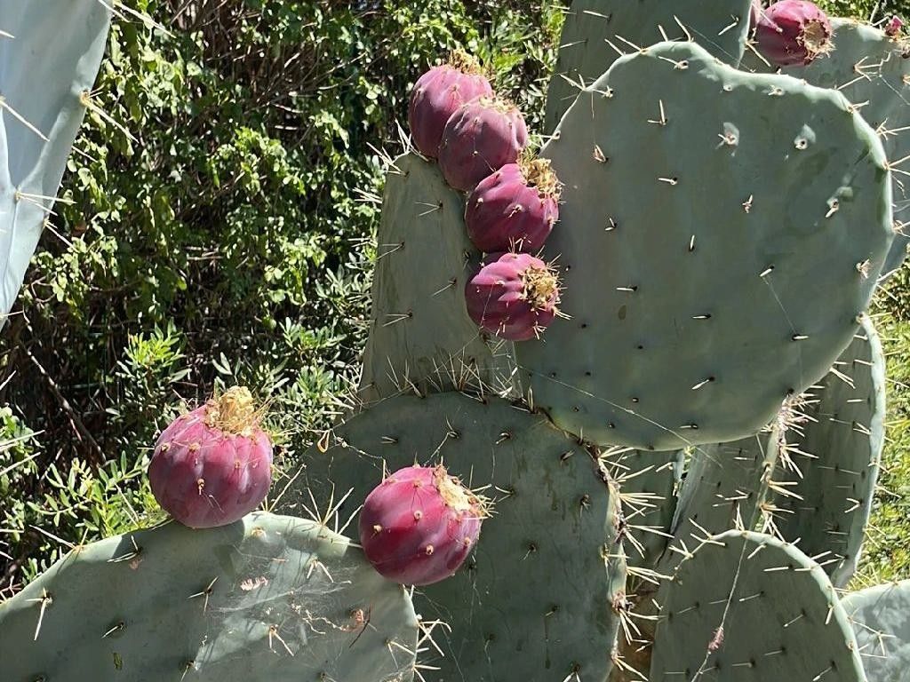 Why Your Nopal tapon Won't Bloom: Addressing Flowering Issues