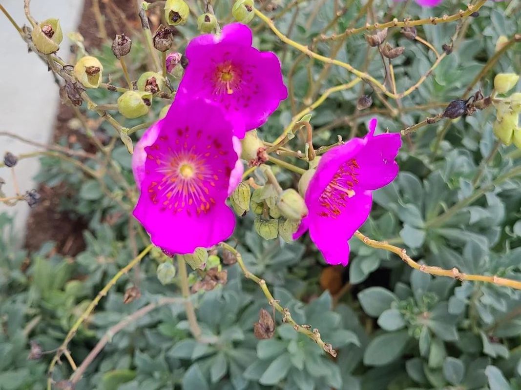 Why Your Rock purslane Isn't Blooming: Troubleshooting Tips for ...