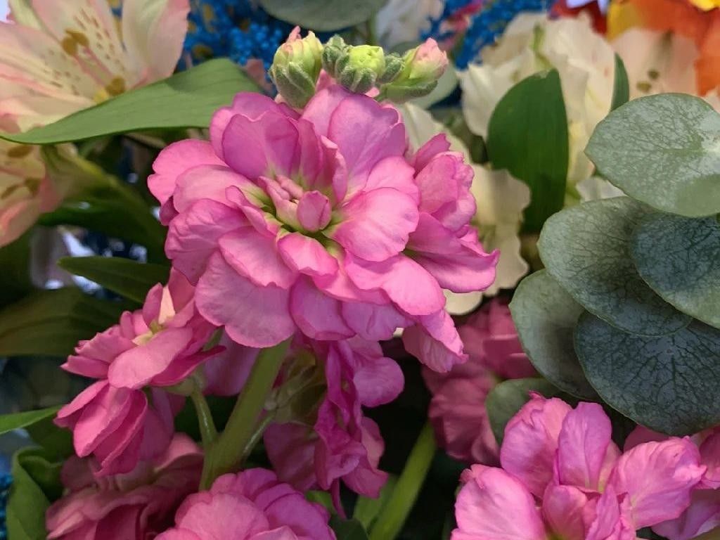 Por qué tu Alelí blanco no florecerá: Solucionando problemas de ...