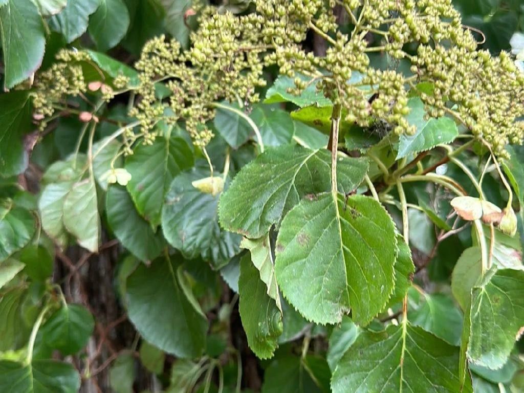 Why Your Climbing hydrangea Won't Bloom: Understanding and Solving ...
