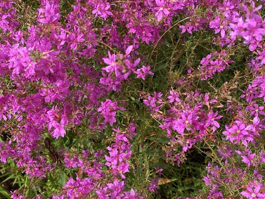 Why Won't My Wand loosestrife Bloom? Understanding Blooming Issues with ...