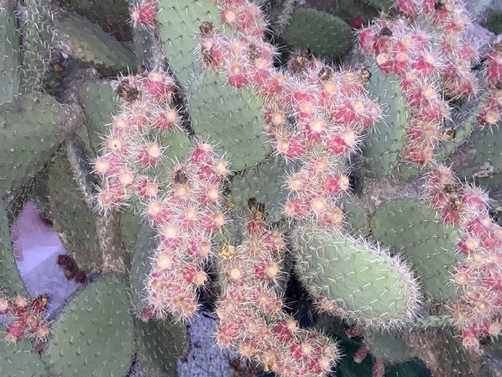 Por qué tu Nopal blanco no florece: Comprendiendo y resolviendo el problema