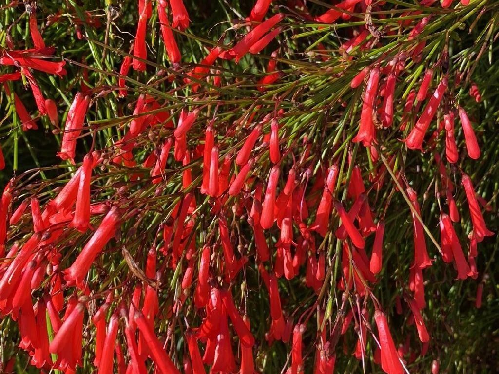 Why Your Firecracker plant Won't Bloom: Troubleshooting Guide
