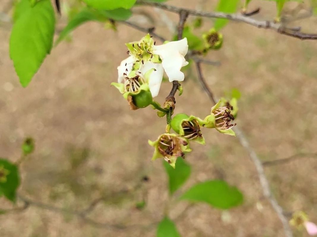 How Does the Eastern mayhaw Enhance Your Moon Garden?