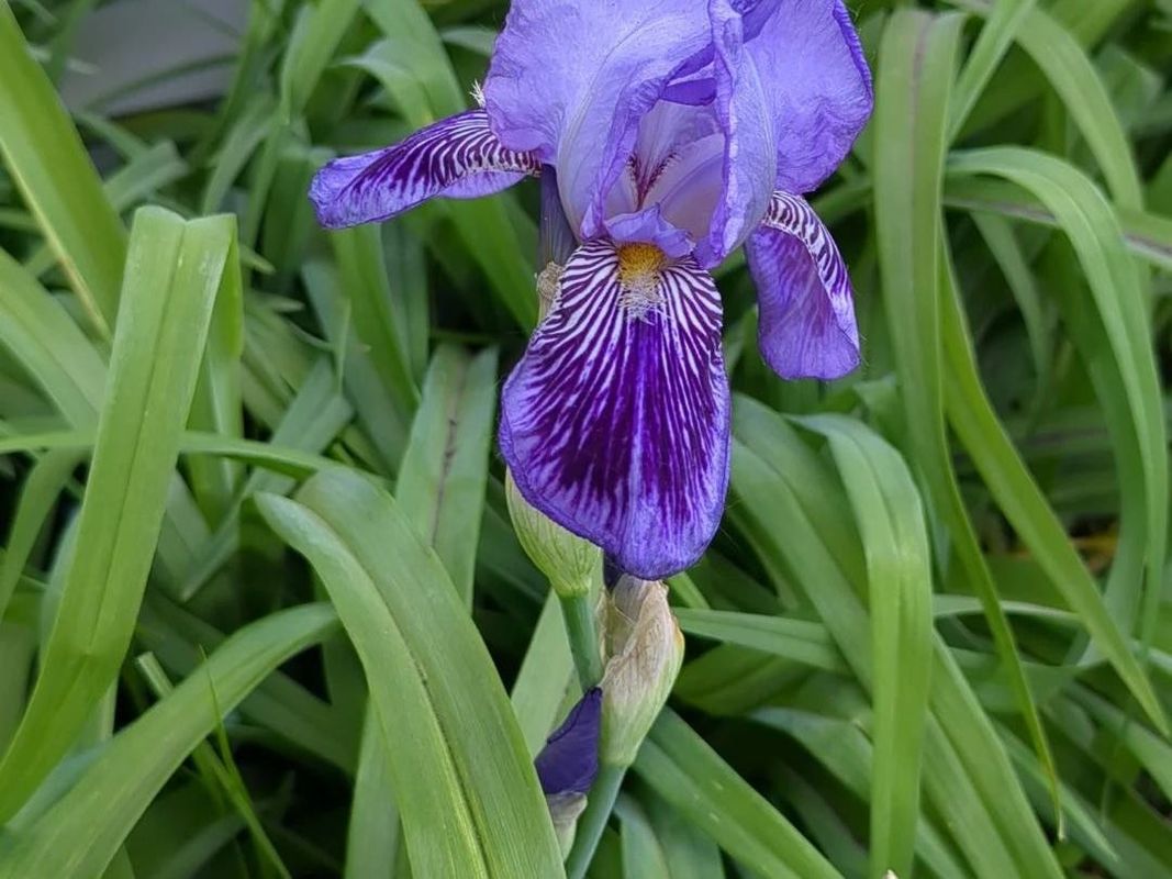 How Does the Bearded iris Enhance Your Moon Garden?