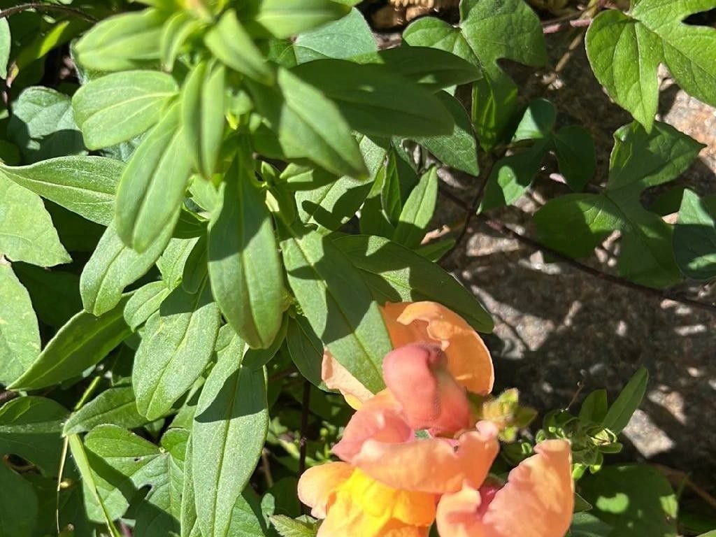 How Can Garden snapdragon Enhance Your Landscape Design?