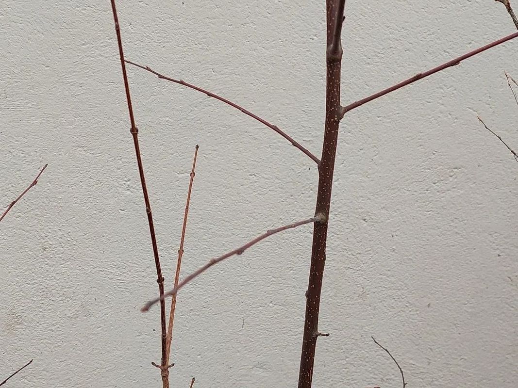 How to Incorporate French tamarisk in Your Home Landscaping?